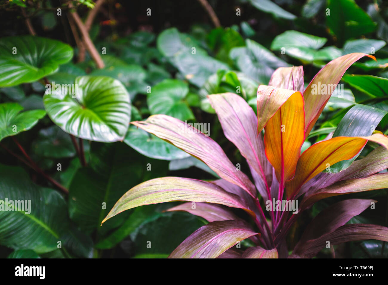 Colorful jungle hi-res stock photography and images - Alamy