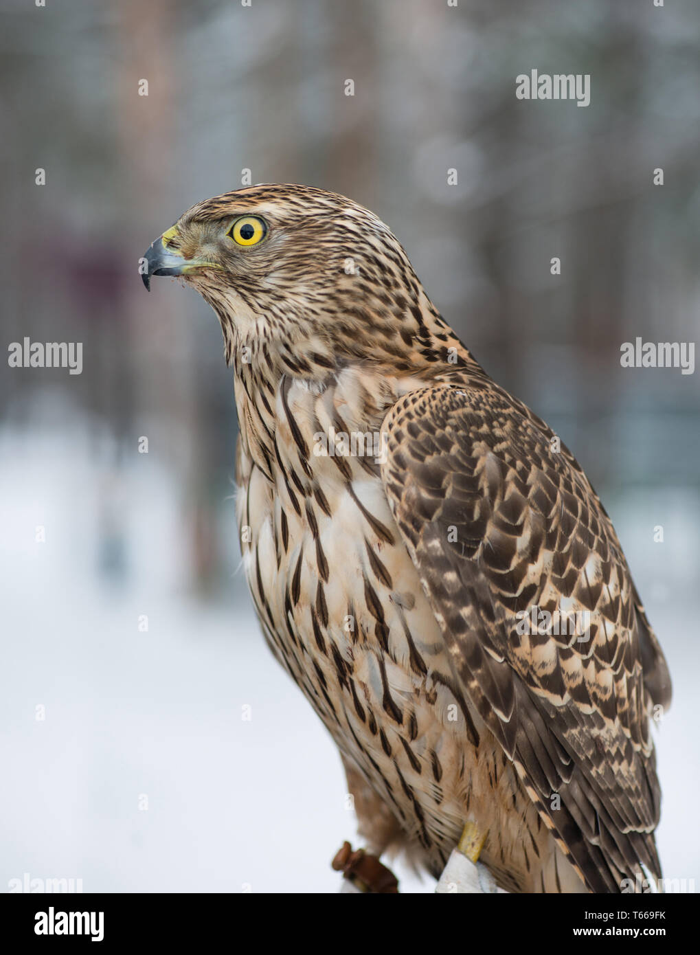 White saker falcon hi-res stock photography and images - Alamy