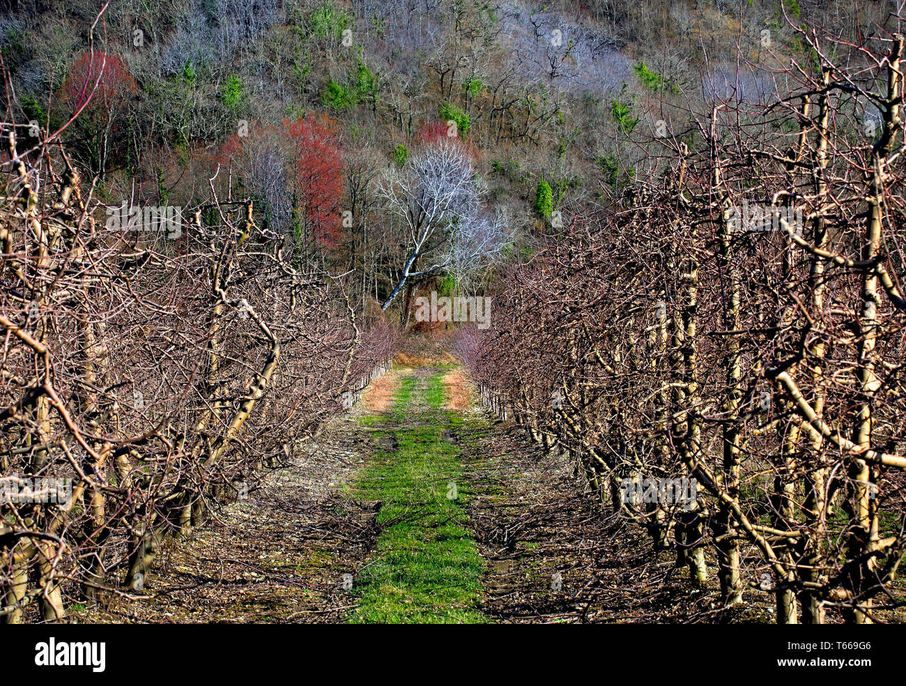 Path in the plantation of apple trees without foliage in early spring ...