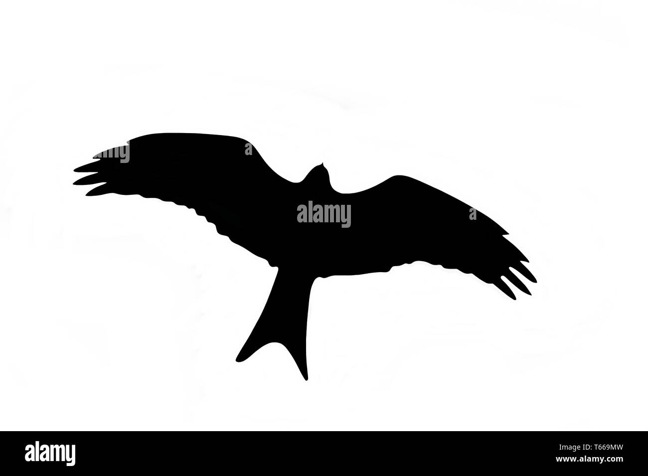 Birds Of Prey Silhouette Stock Photos & Birds Of Prey Silhouette Stock ...