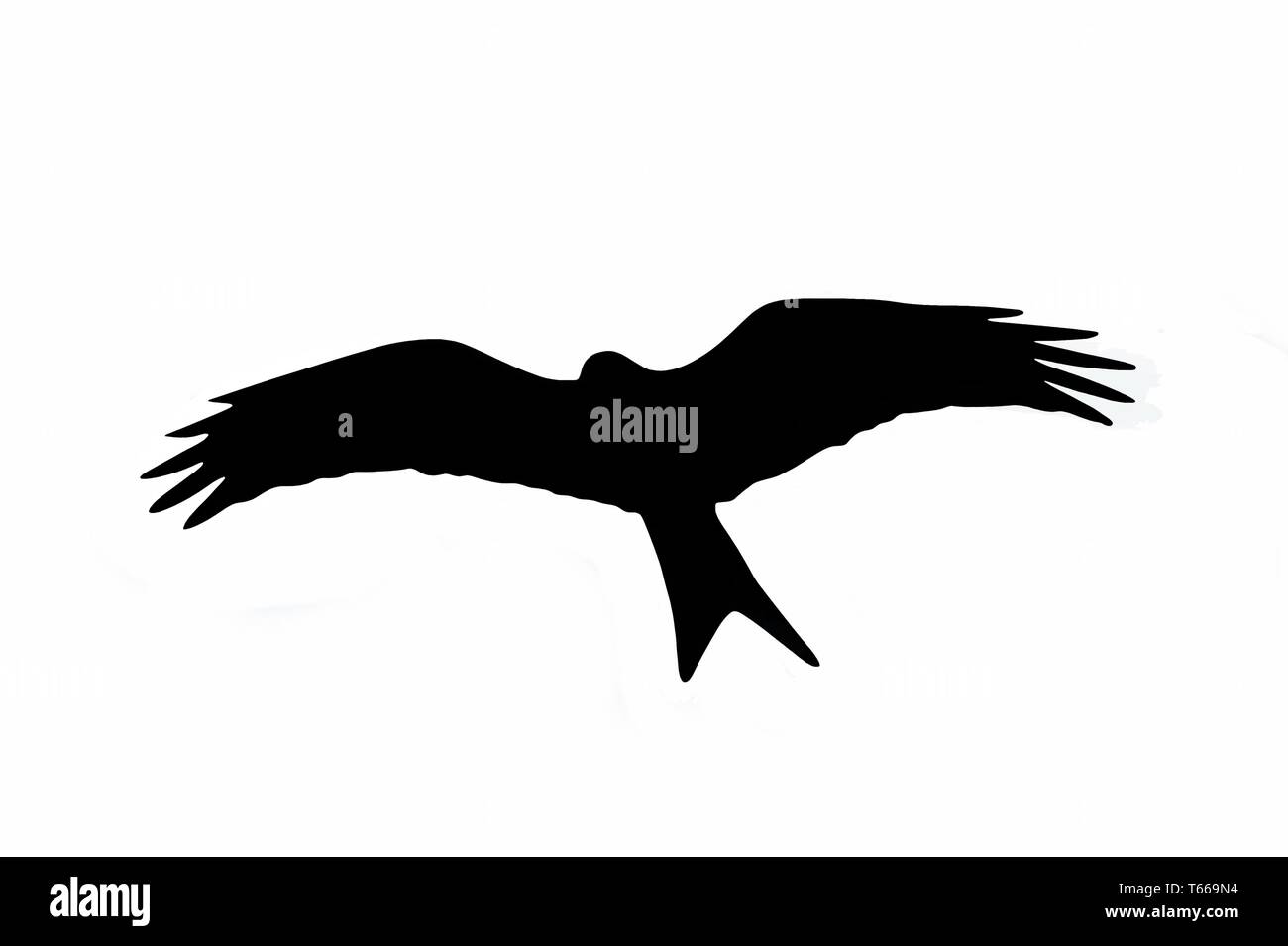 Bird Of Prey Silhouette Black and White Stock Photos & Images - Alamy