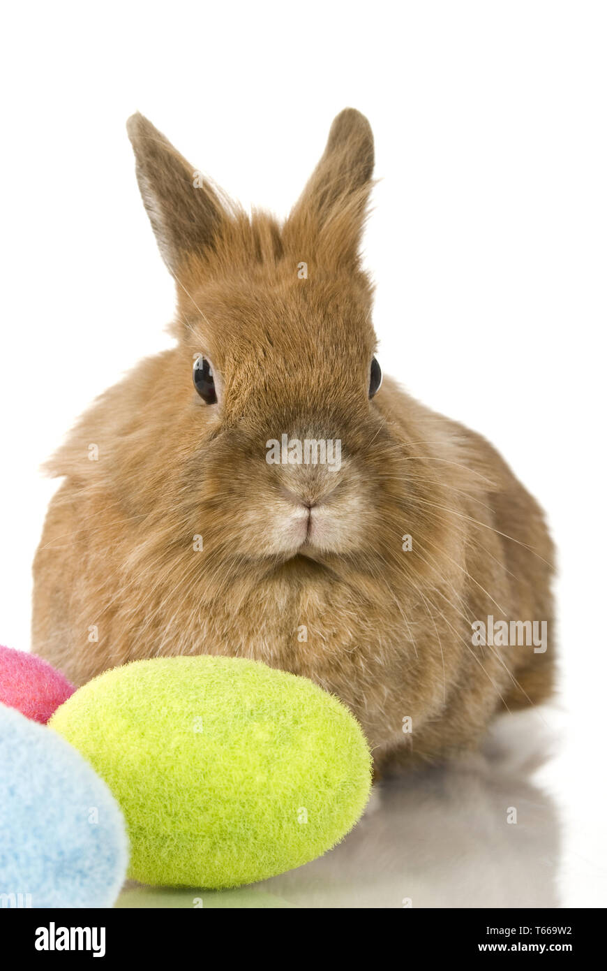 Dwarf eggs hi-res stock photography and images - Alamy