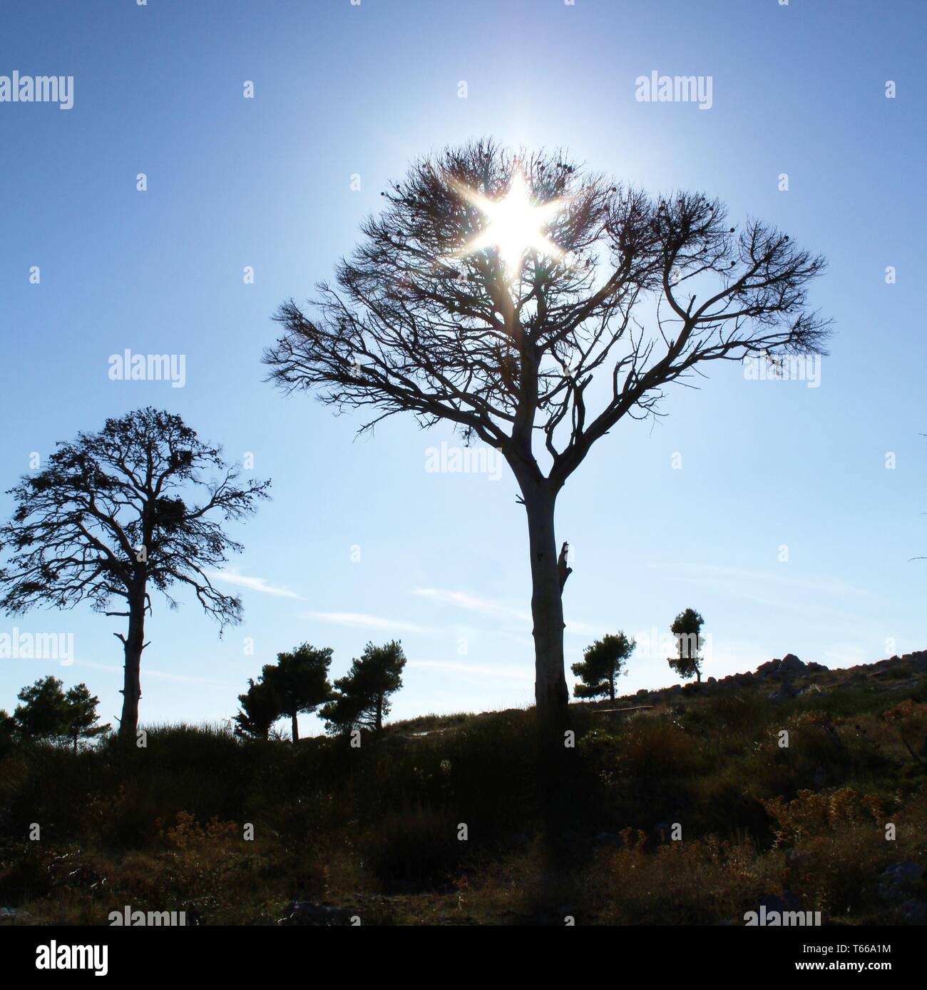 Against the light hi-res stock photography and images - Alamy