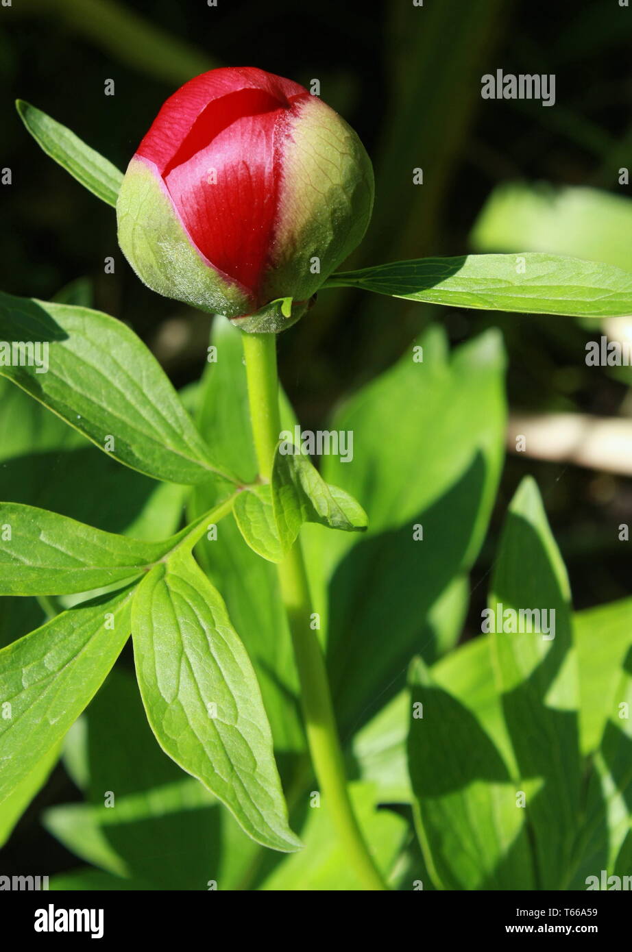 Peony, Paeonia officinalis Stock Photo - Alamy