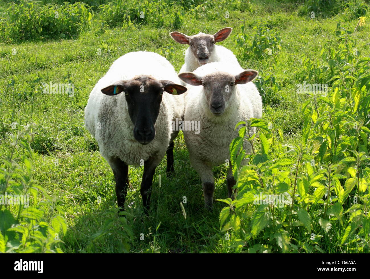Sheeps face hi-res stock photography and images - Alamy