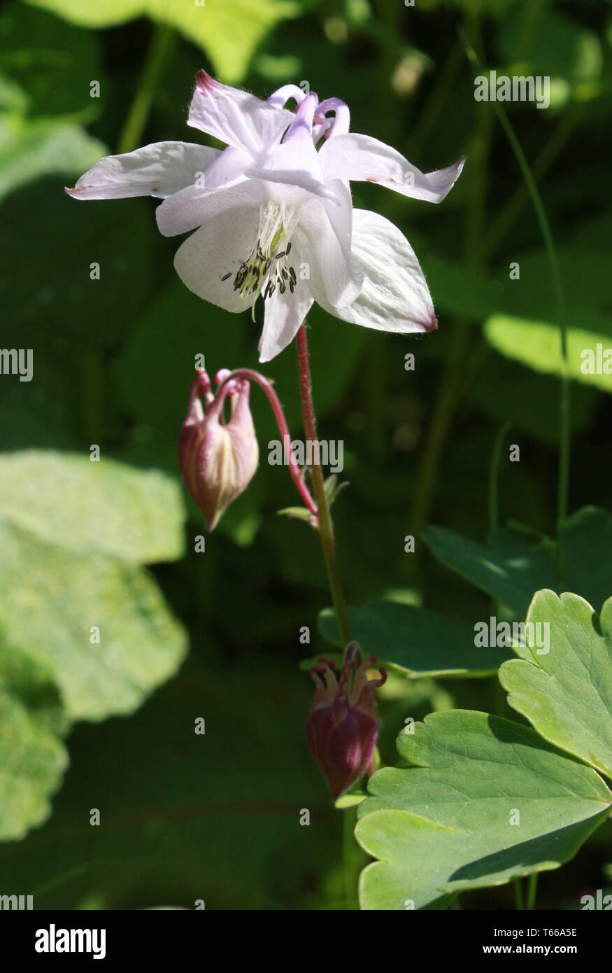 Delicate columbine hi-res stock photography and images - Alamy