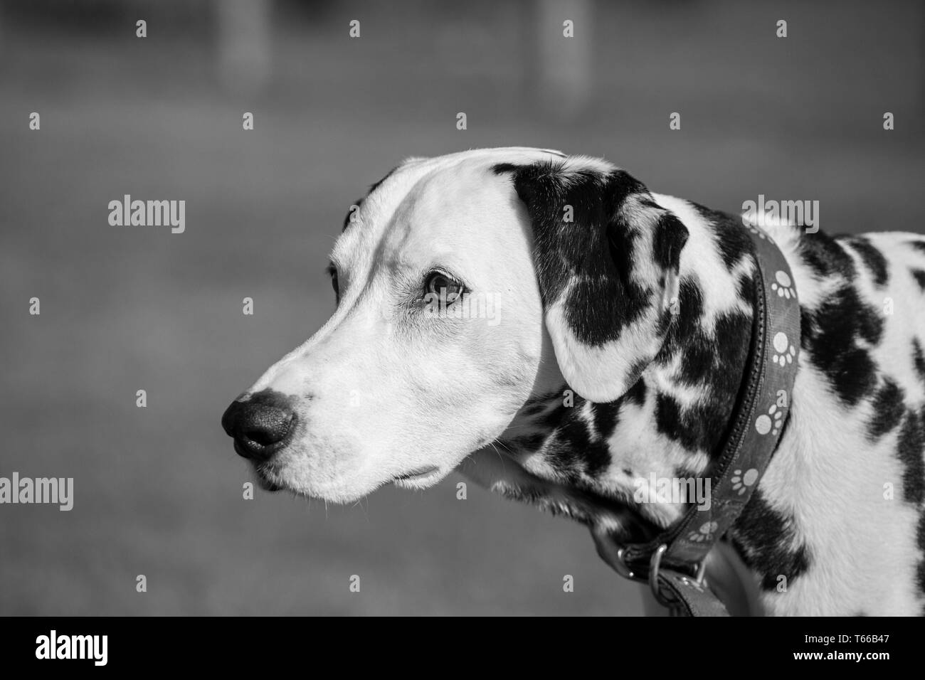 Dalmation dogs, black and white dalmation pet dogs playing outside in ...
