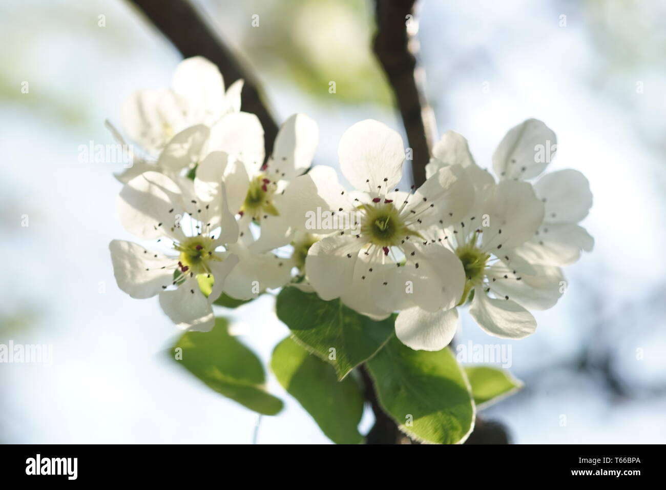 Blossom pear tree blue hi-res stock photography and images - Alamy