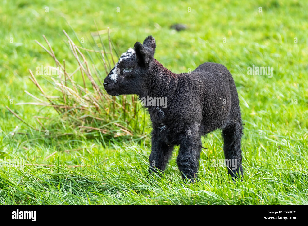 Little black Lamb standing a field in Ireland Stock Photo - Alamy