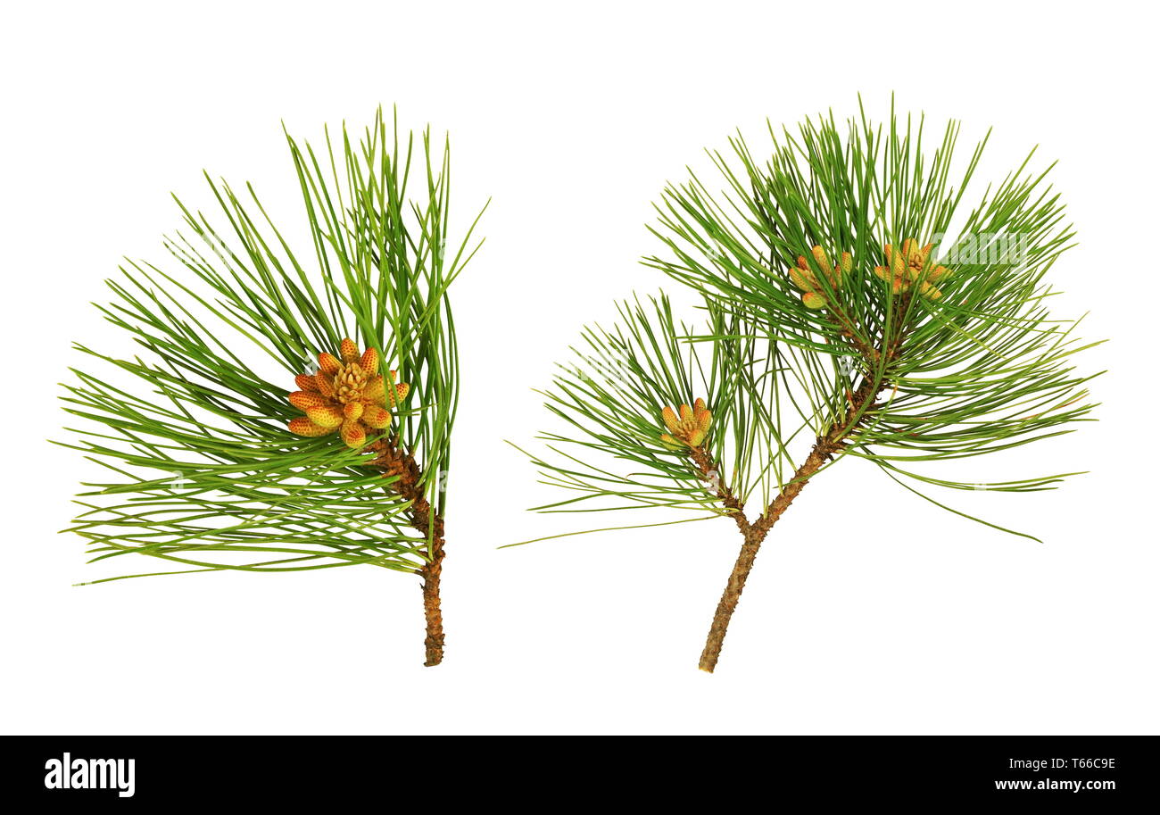 Green pine needles. White background Stock Photo - Alamy