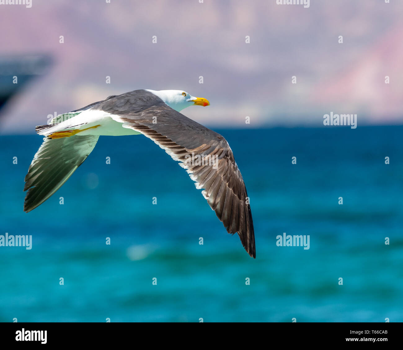 Yellow-footed Gull (Larus livens) in flight in Baja California, Mexico ...