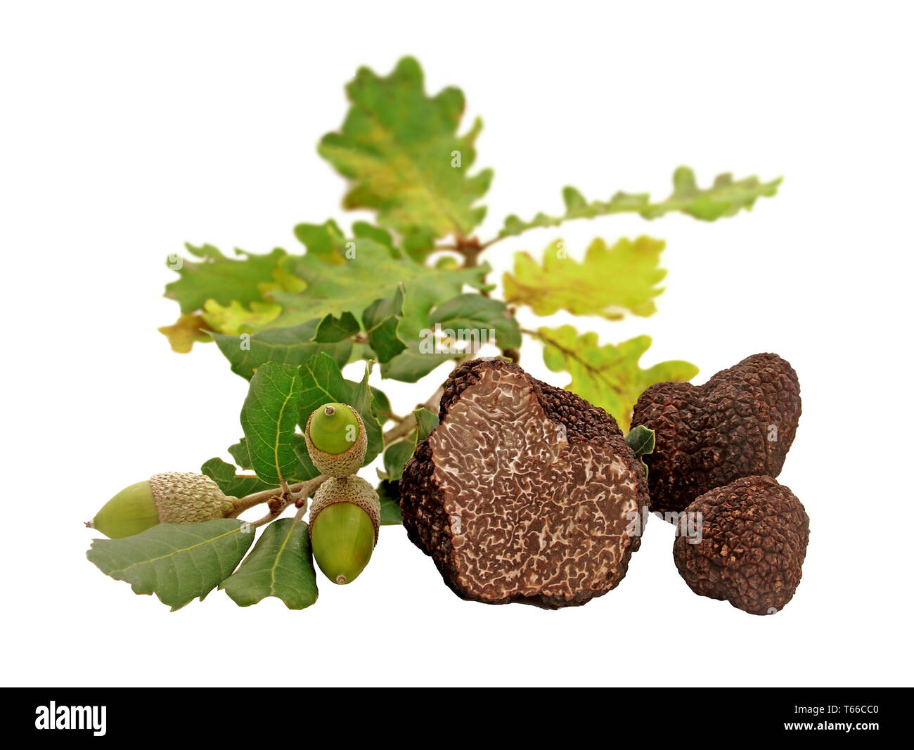 Black Truffle Oak Trees at William Woodard blog