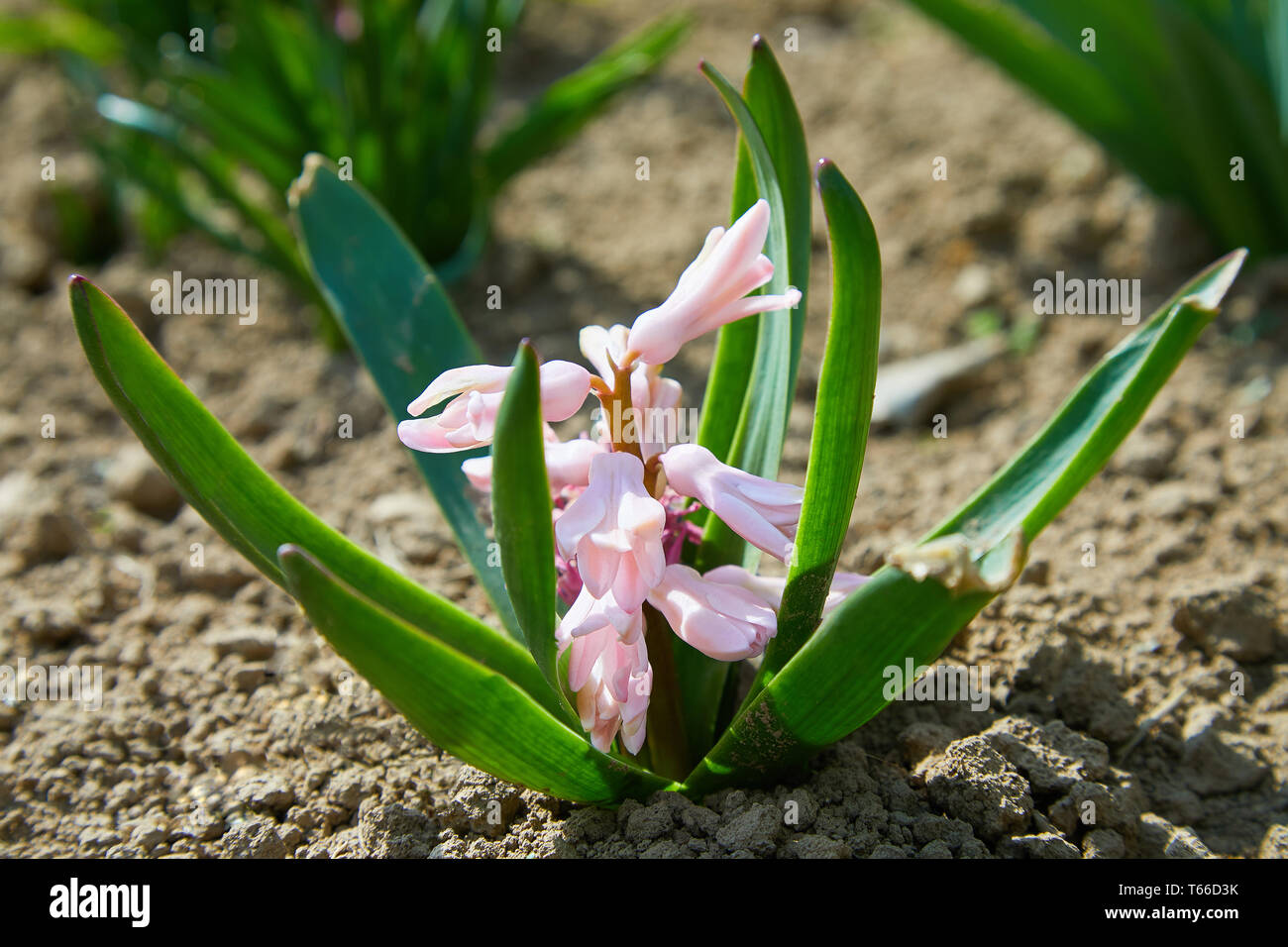 Growing hyacinth flowers with green leaves. Spring flowers. The perfume ...