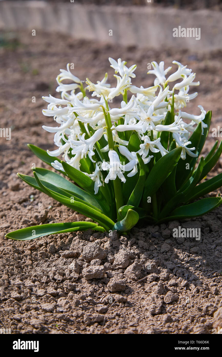 Growing hyacinth flowers with green leaves. Spring flowers. The perfume ...