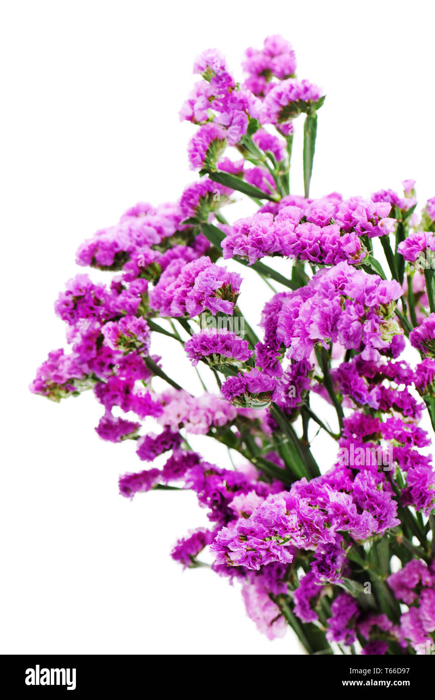 Bouquet from purple statice flowers arrangement ce Stock Photo - Alamy