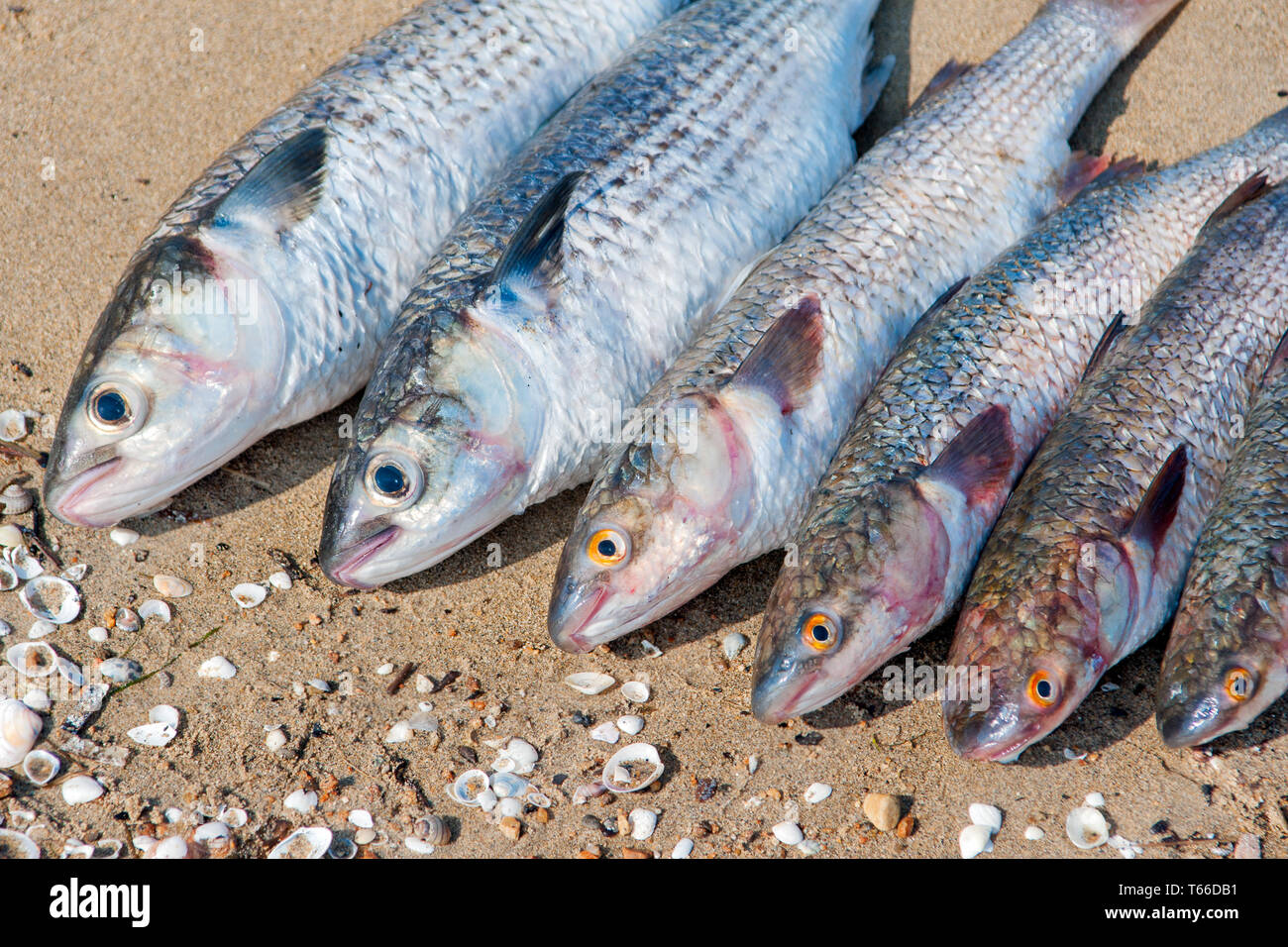 Ready fish hi-res stock photography and images - Alamy