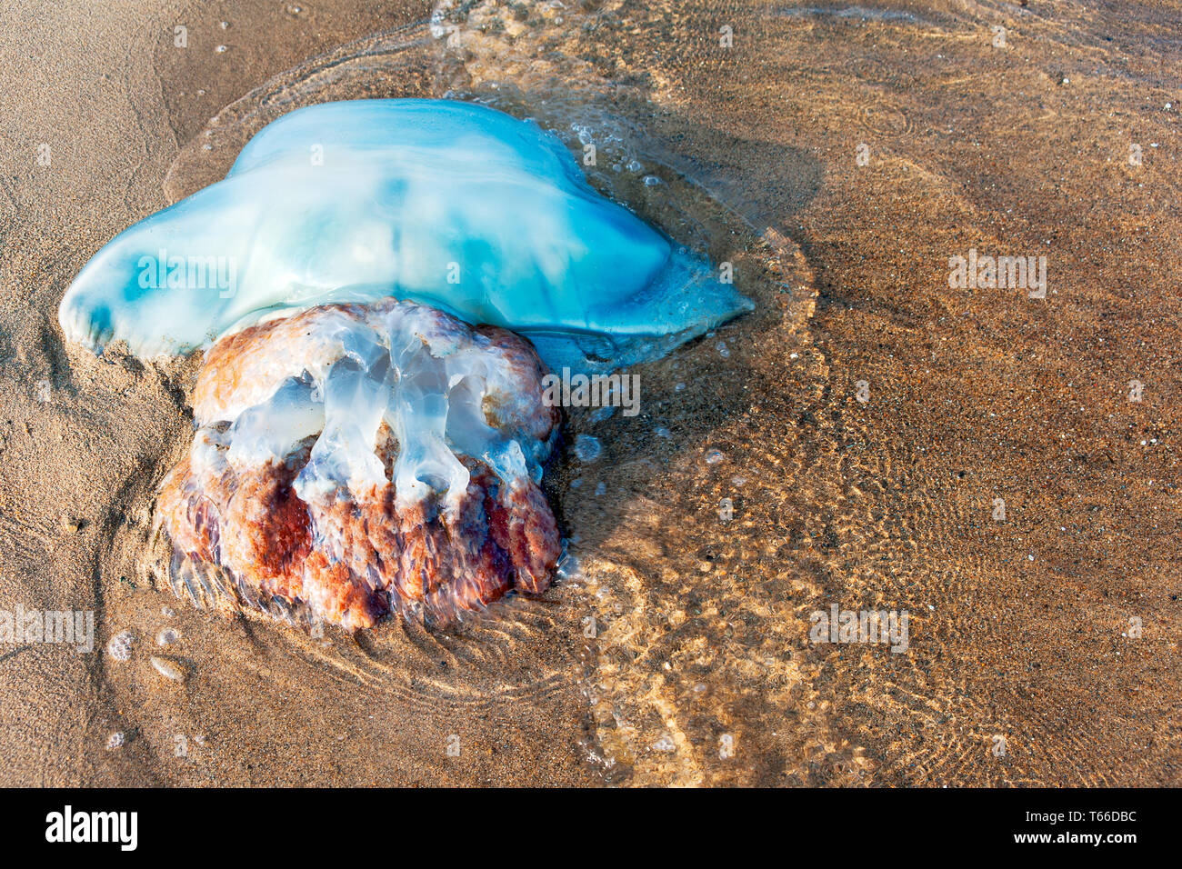 view of the big blue jellyfish throw the Japanese Stock Photo - Alamy
