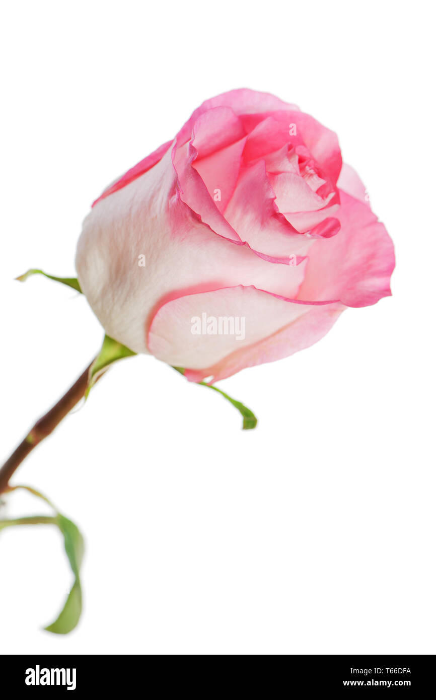 rose isolated on white background Stock Photo - Alamy