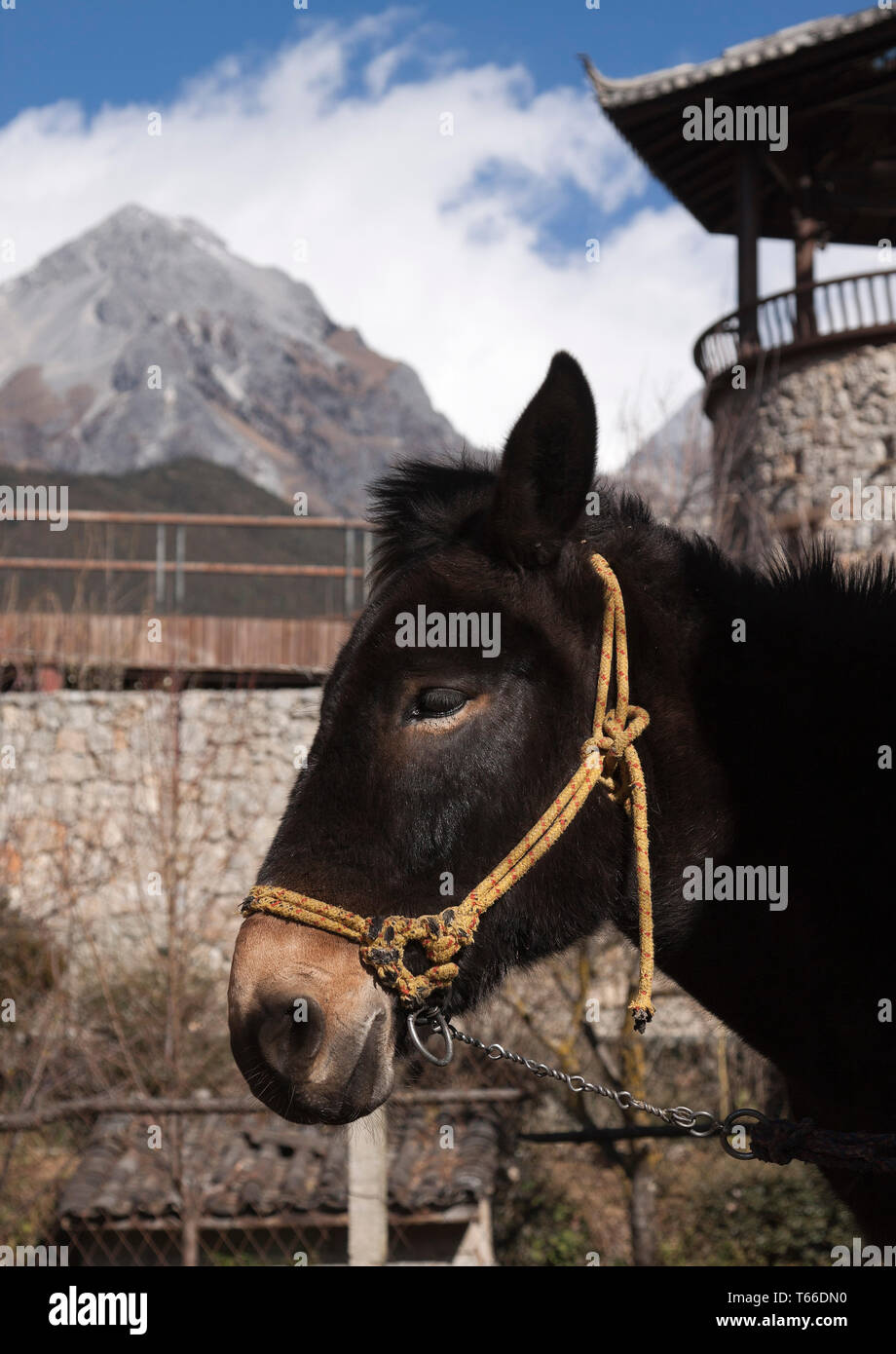 Yuhu village, belonging to the Naxi minority, located about 15 ...