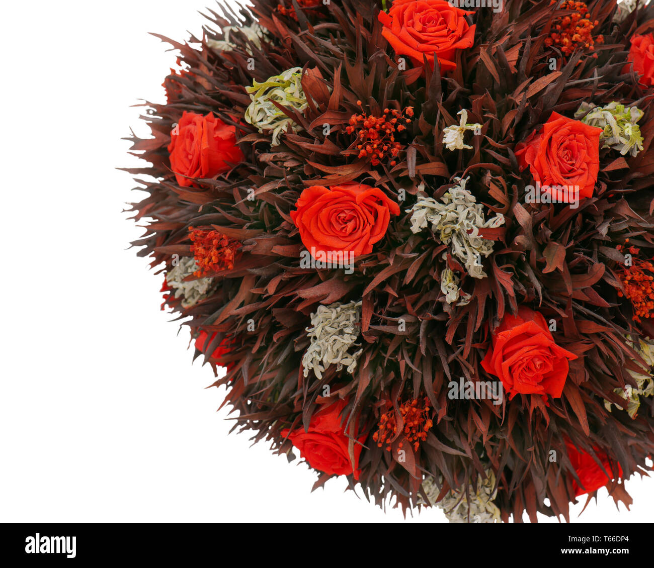 Abstract botanical composition hi-res stock photography and images - Alamy