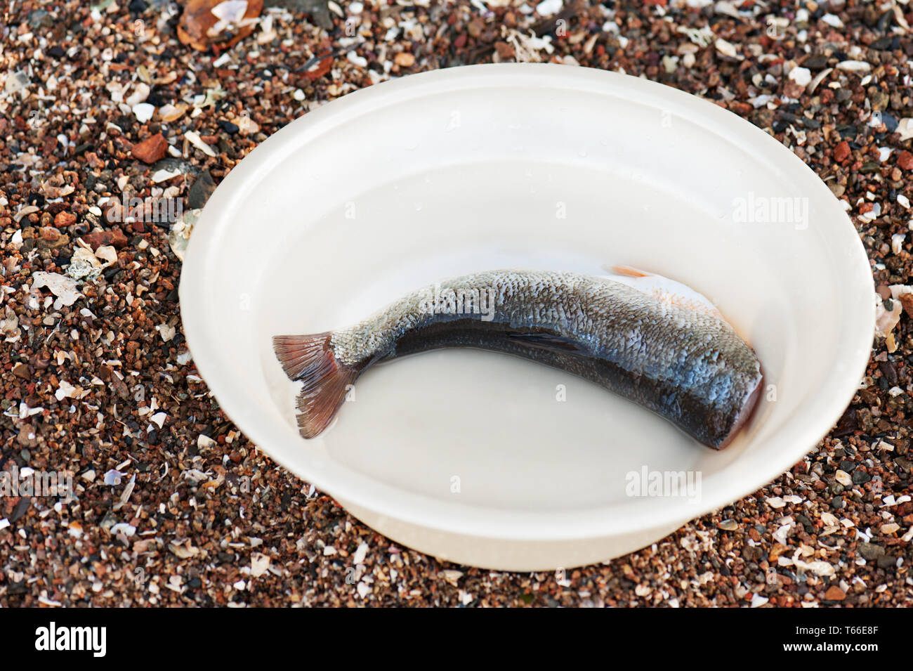 Cut fish rudd in a plastic bowl Stock Photo - Alamy