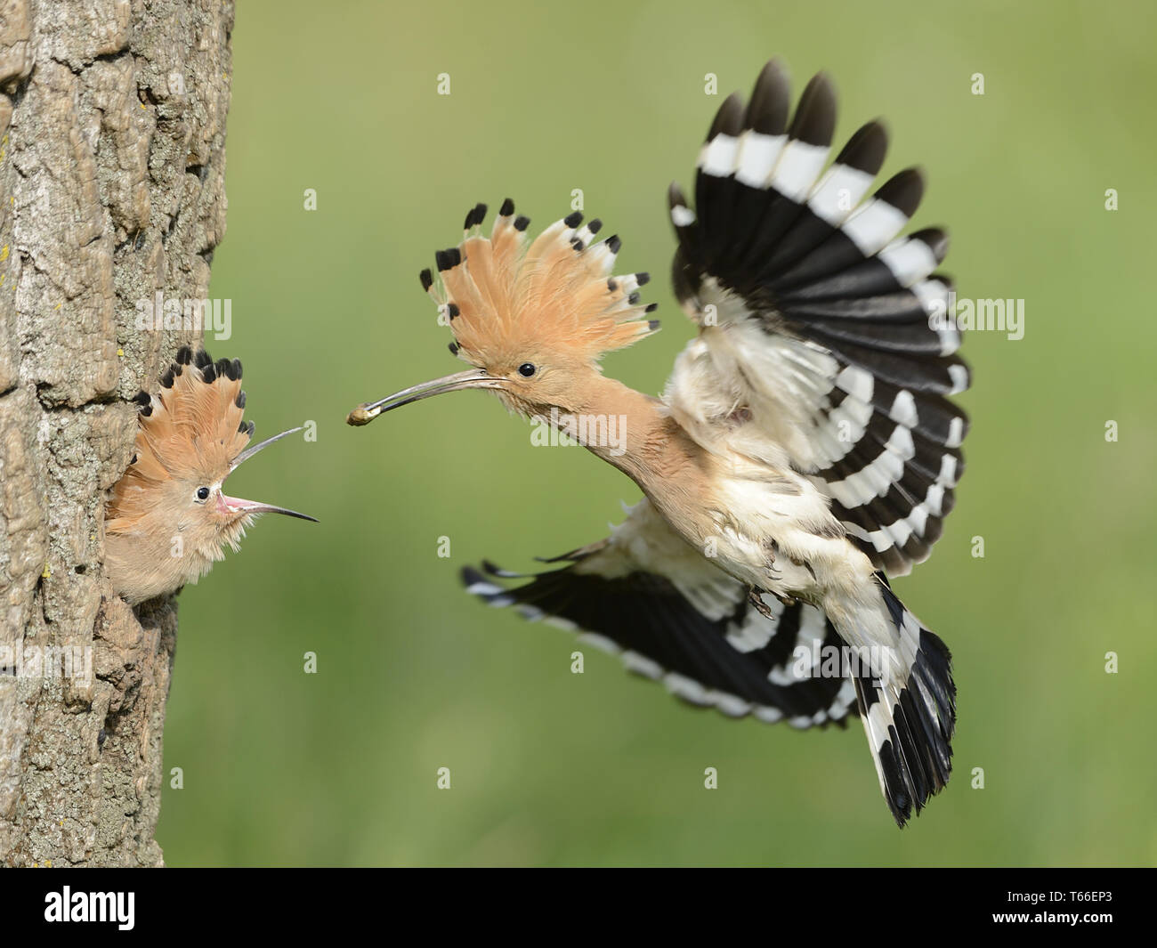 Bee eaters spain hi-res stock photography and images - Alamy