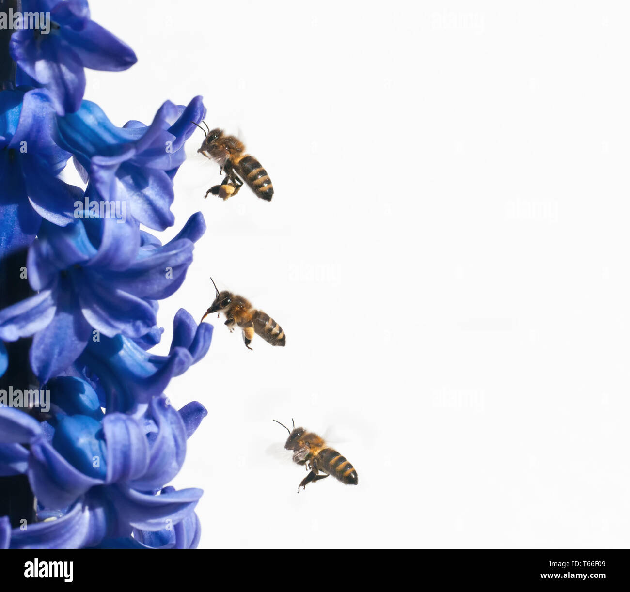 Apis mellifica hi-res stock photography and images - Alamy