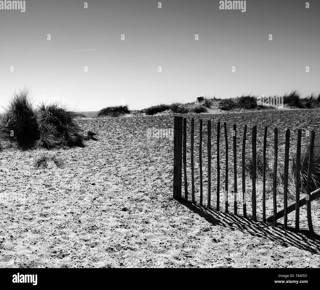 Beach vegetation scene Black and White Stock Photos & Images - Alamy