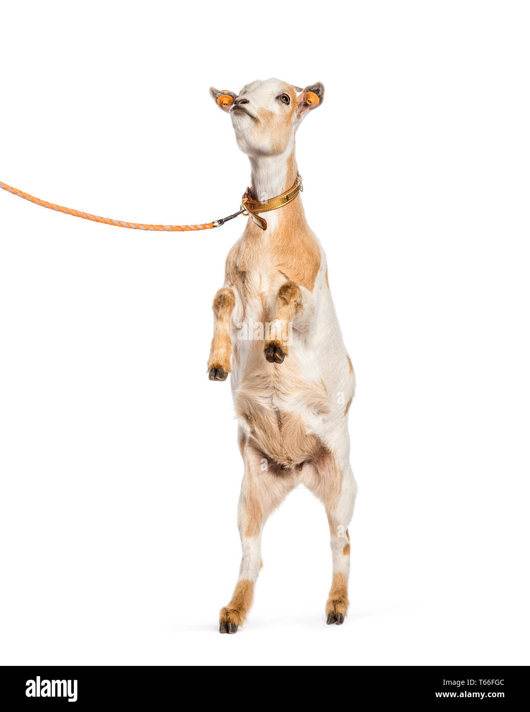 Goat rearing up on leash in front of white background Stock Photo - Alamy