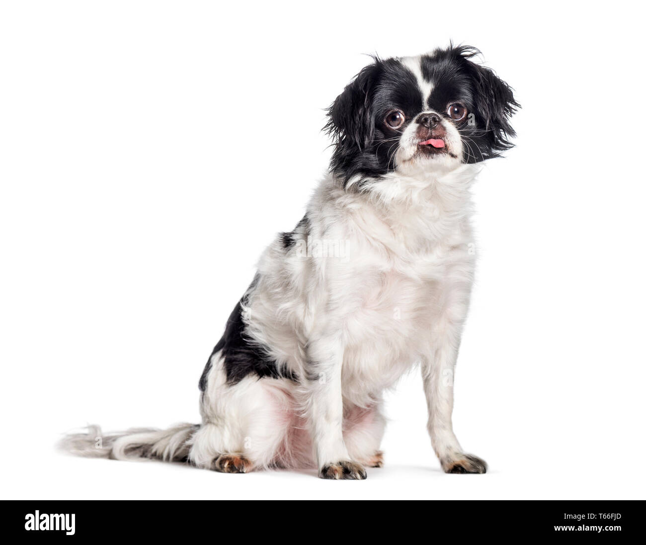Portrait of japanese spaniel hi-res stock photography and images - Alamy
