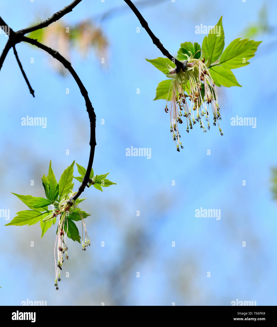 Maple tree line hi-res stock photography and images - Alamy