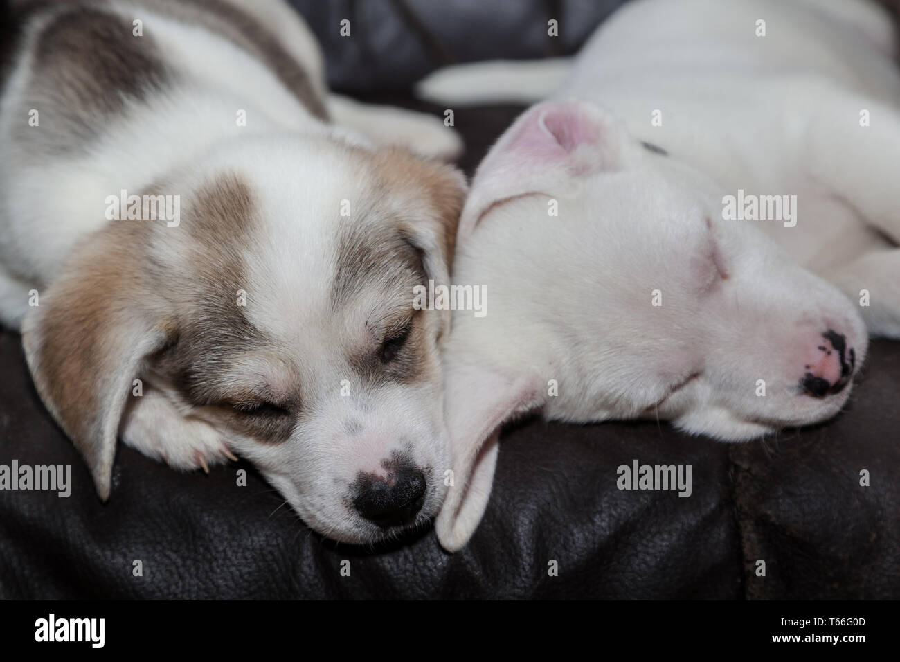sweet dog whelp Stock Photo - Alamy