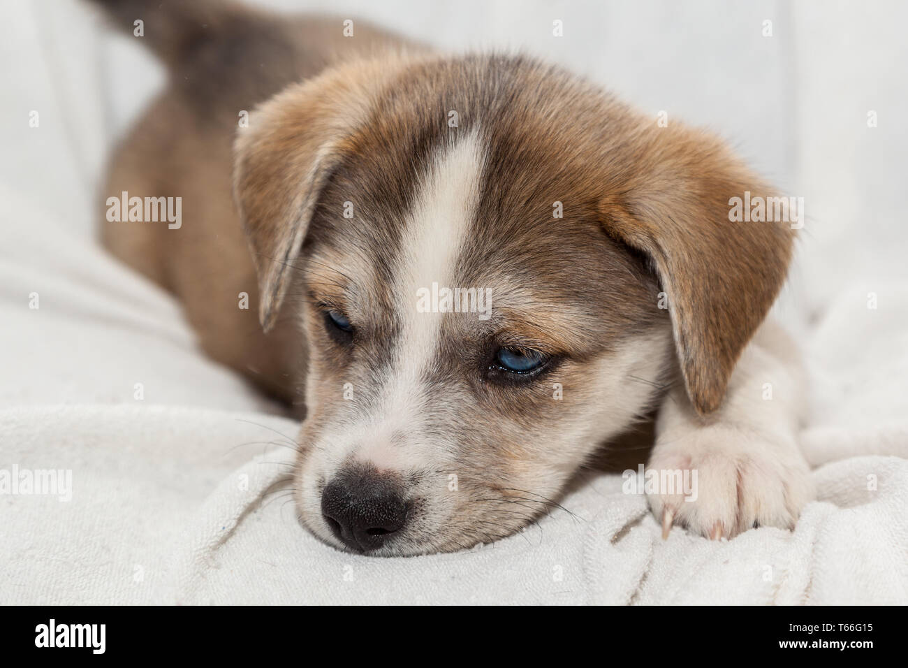 What Baby Animal Is A Whelp