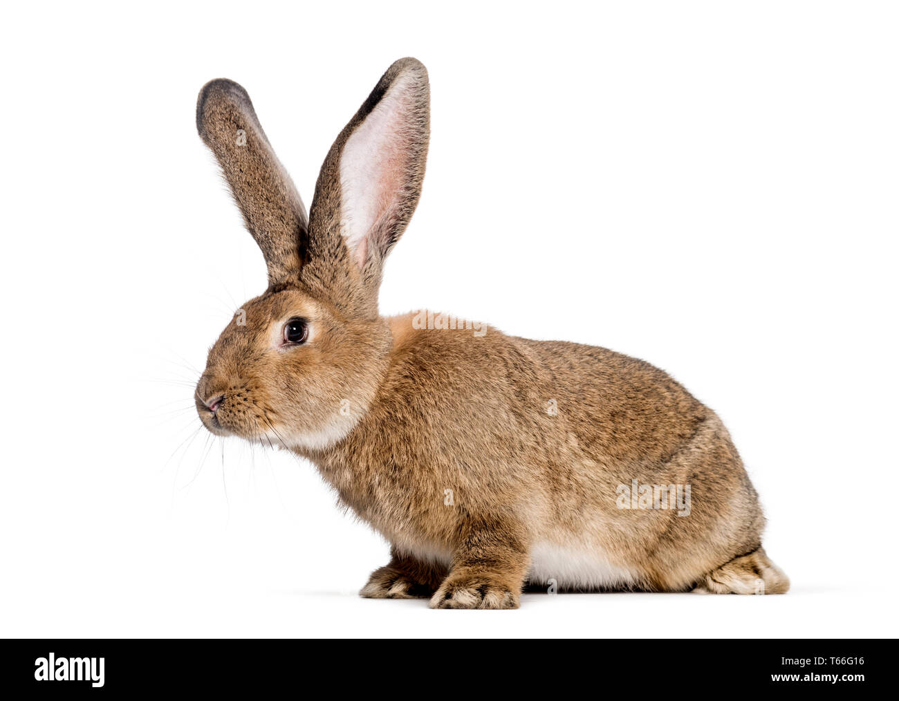 White Flemish Giant Rabbit