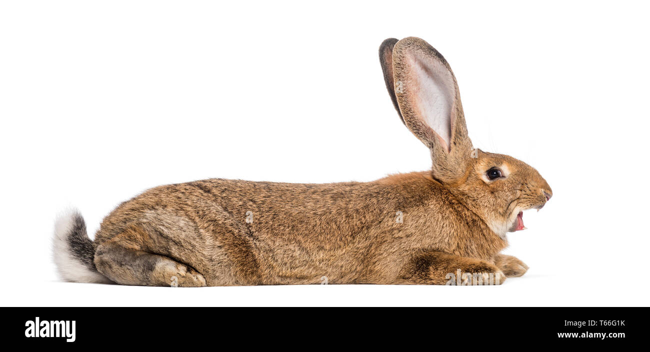 Flemish giant rabbit hi-res stock photography and images - Alamy