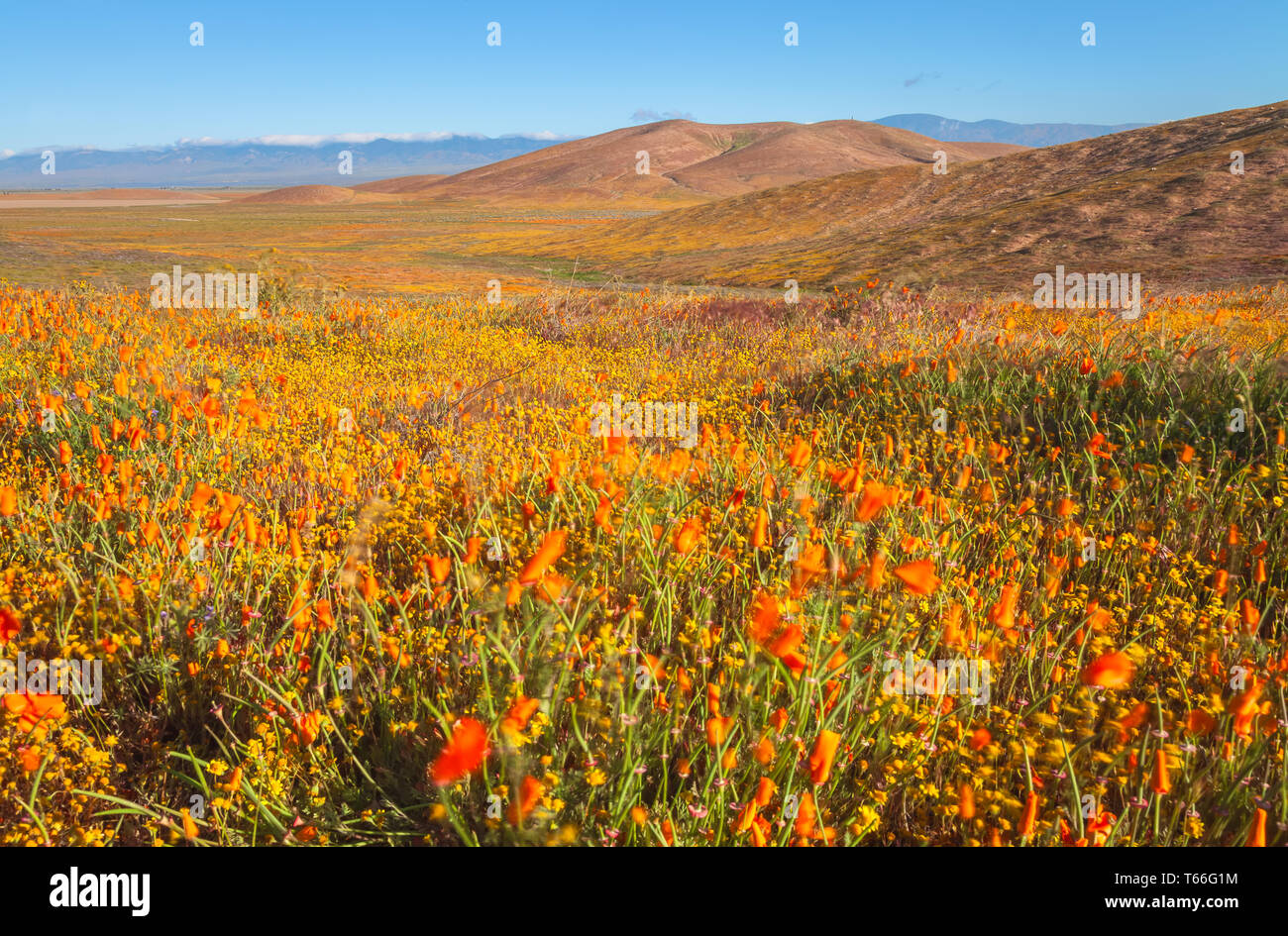 Antelope Valley California Poppies High Resolution Stock Photography ...