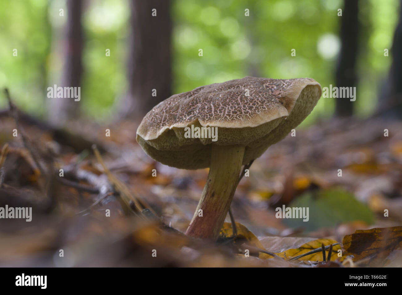 Red Cracking Bolete (Xerocomellus chrysenteron Stock Photo - Alamy