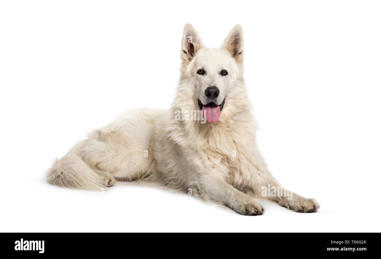 Berger Blanc Suisse lying in front of white background Stock Photo - Alamy