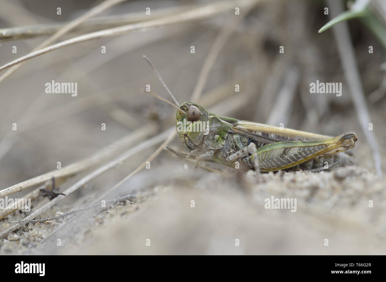 Slant faced grasshopper gomphocerinae hi-res stock photography and ...