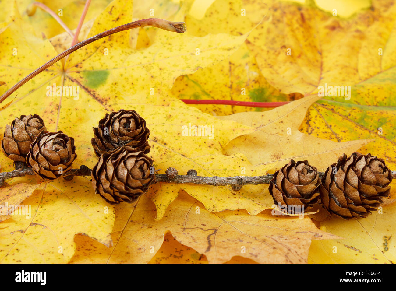 pine cones background Stock Photo - Alamy