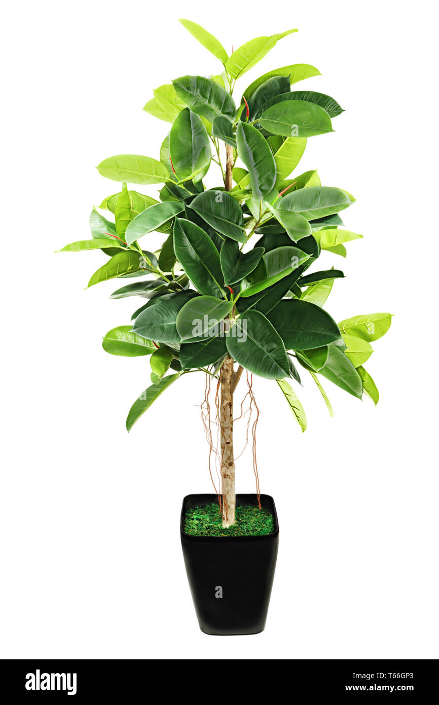 Indian rubber tree hi-res stock photography and images - Alamy