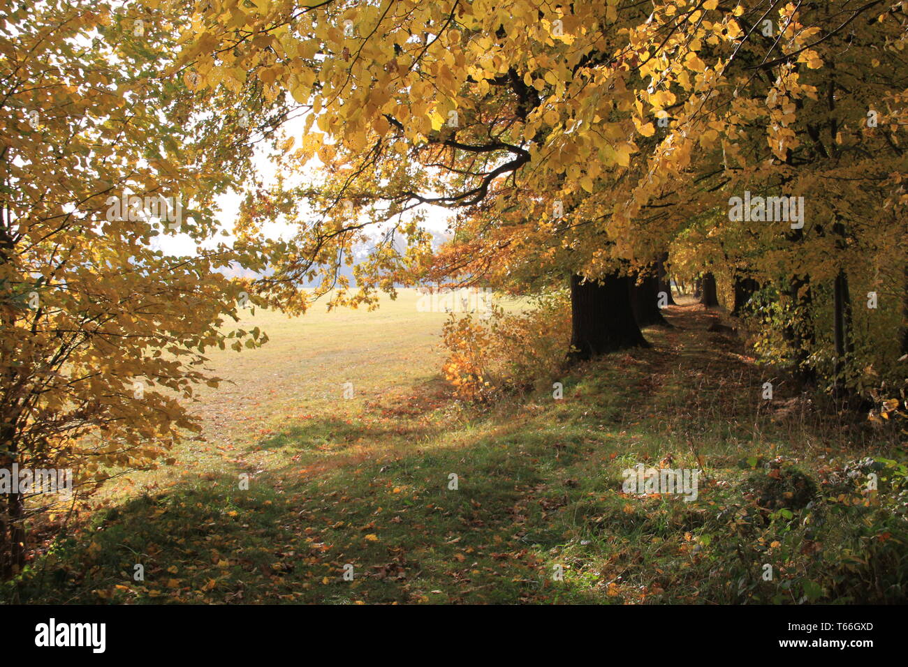 Tilia genus hi-res stock photography and images - Alamy