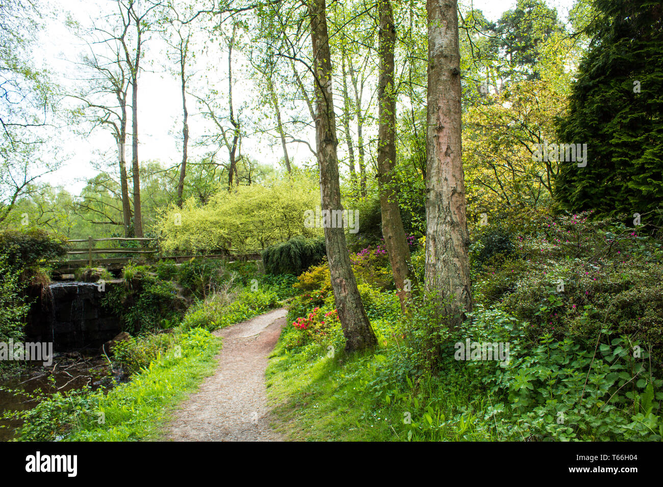 woodland path with small waterfall Stock Photo - Alamy