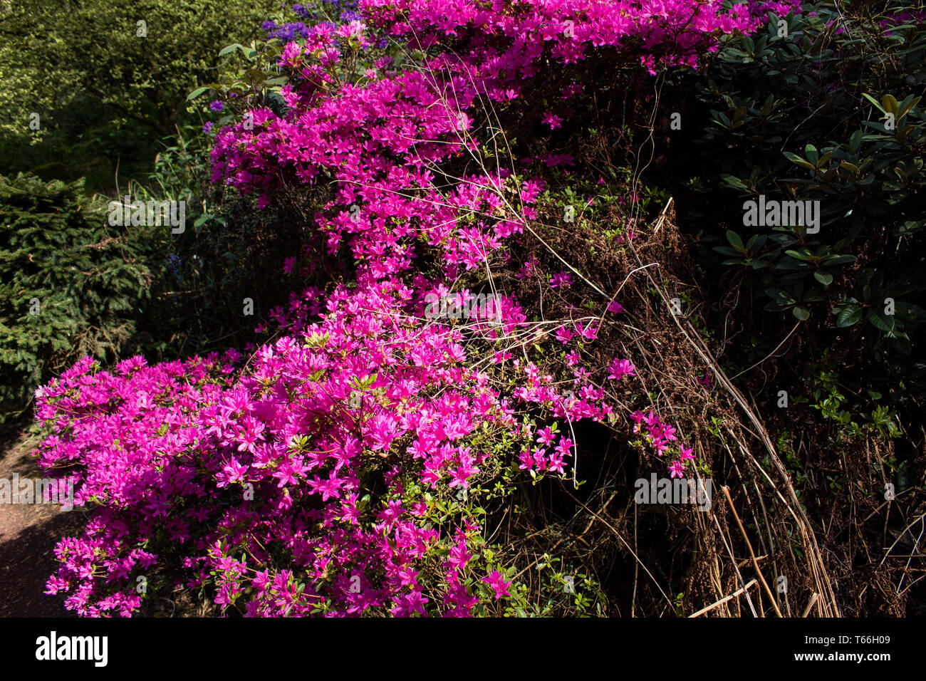 bright pink tree Stock Photo - Alamy