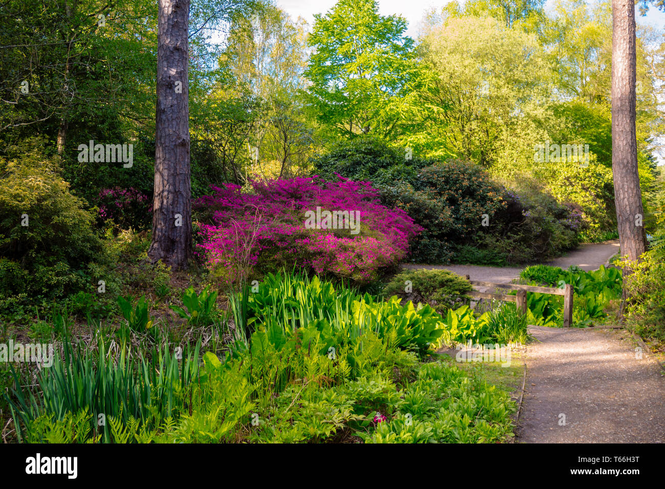 Colourful plants hi-res stock photography and images - Alamy