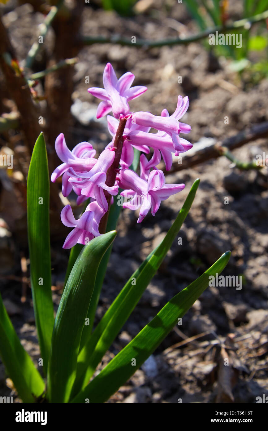 Growing hyacinth flowers with green leaves. Spring flowers. The perfume ...