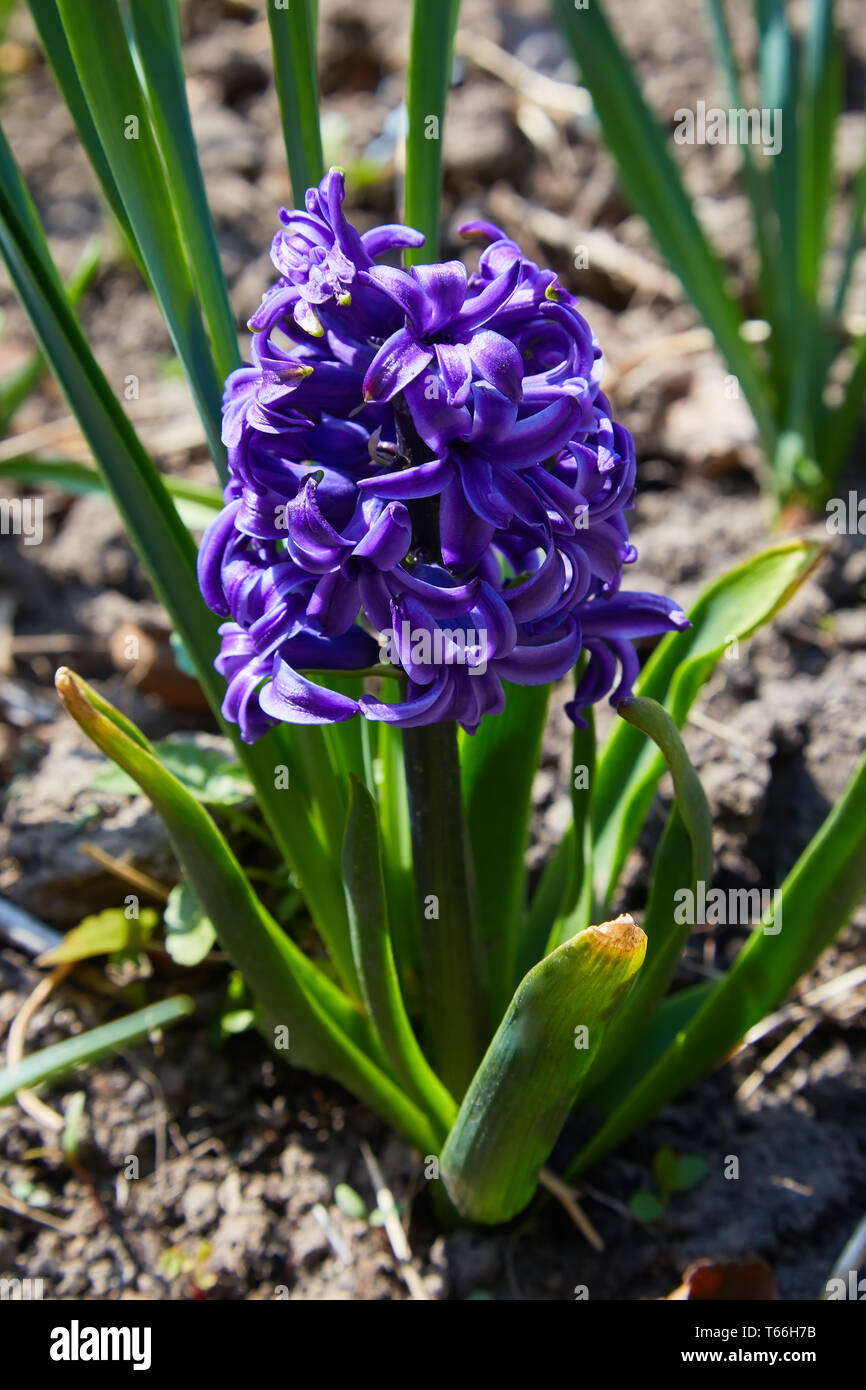 Growing hyacinth flowers with green leaves. Spring flowers. The perfume ...