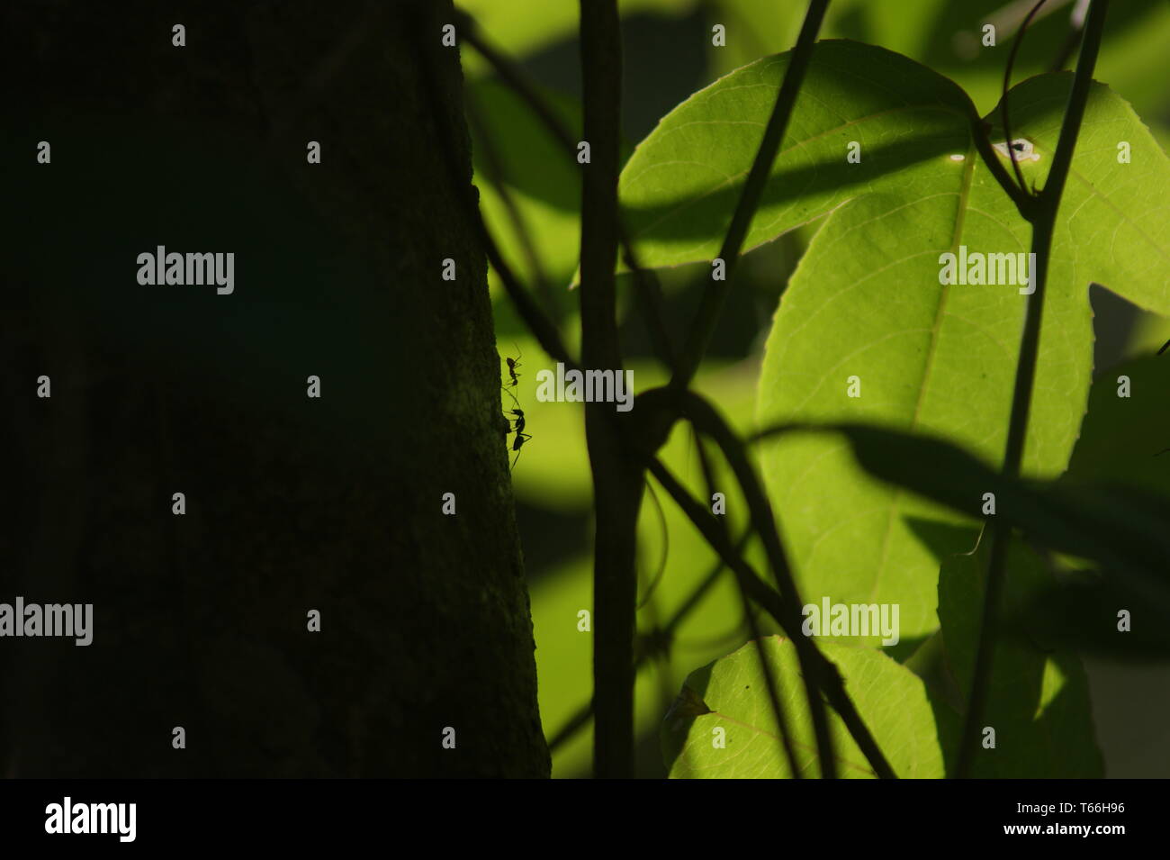 Ant conversation hi-res stock photography and images - Alamy