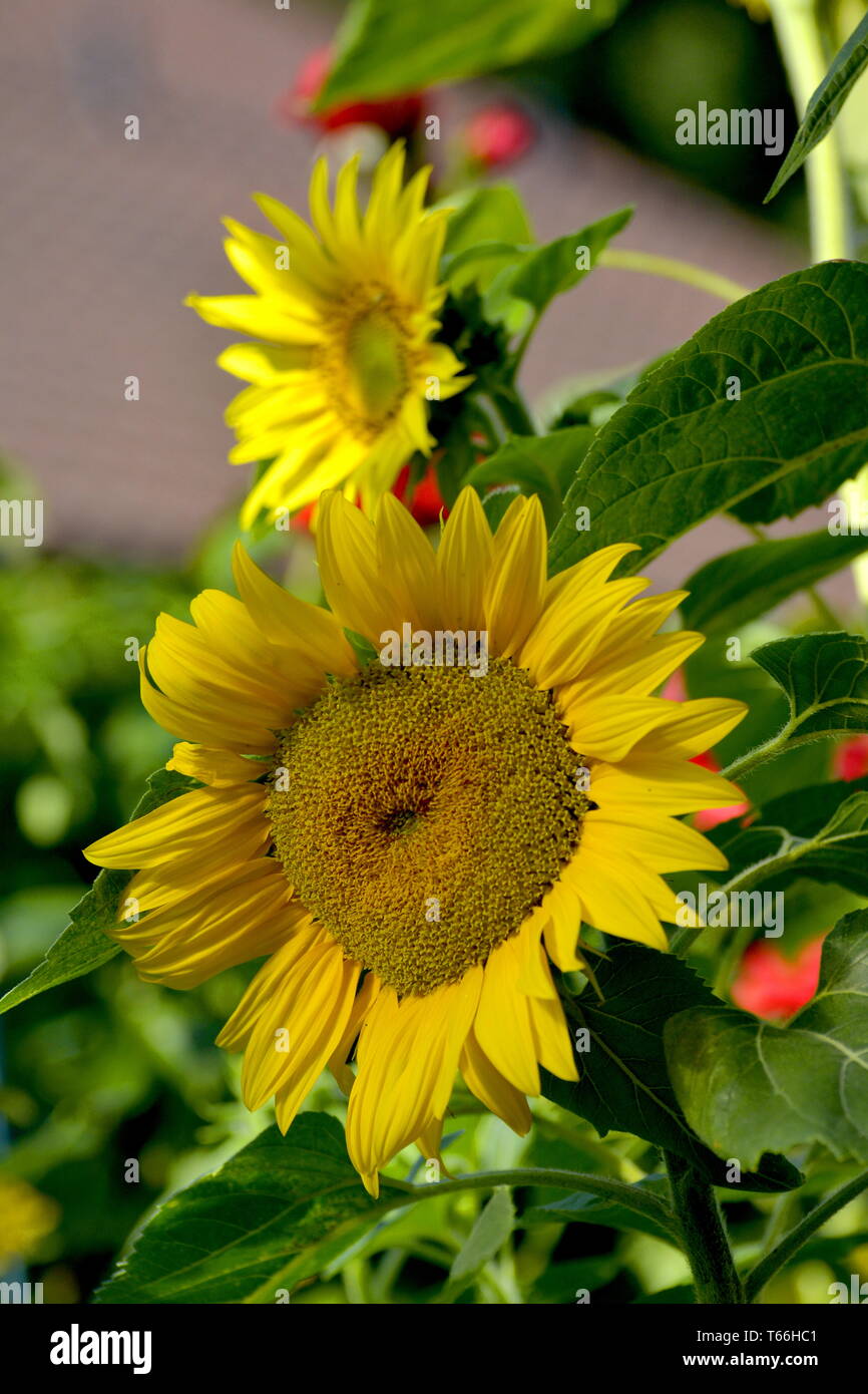 Indian sunflowers hi-res stock photography and images - Alamy