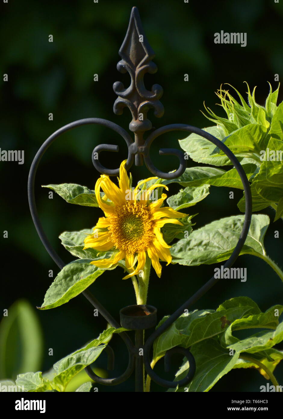 Indian sunflowers hi-res stock photography and images - Alamy